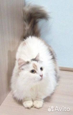 Кошечка Муся в добрые руки