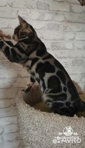 Бенгальские котята