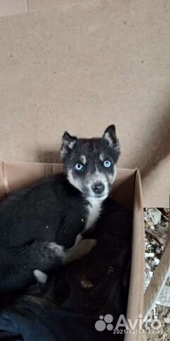 Щенки хаски бесплатно