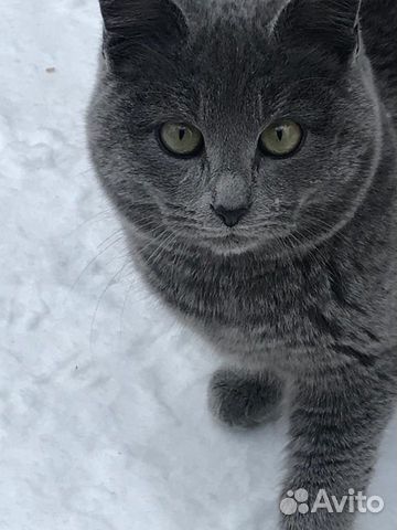 Русская голубая