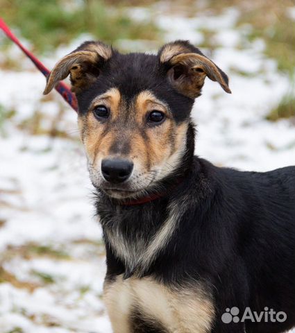 Мальта в добрые руки