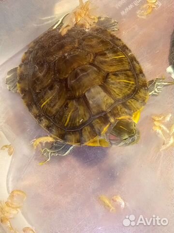 Отдам даром черепаху