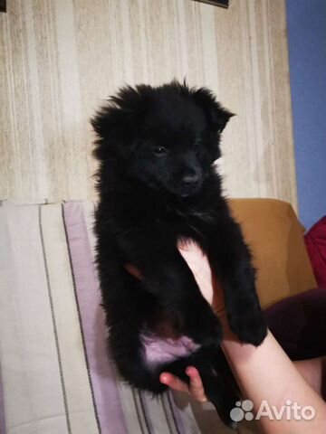 Щенок шпица - метис