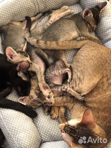 Ориентальные котята