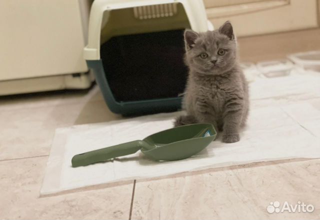 Британские котята