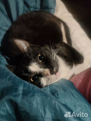 Кошки в добрые руки бесплатно