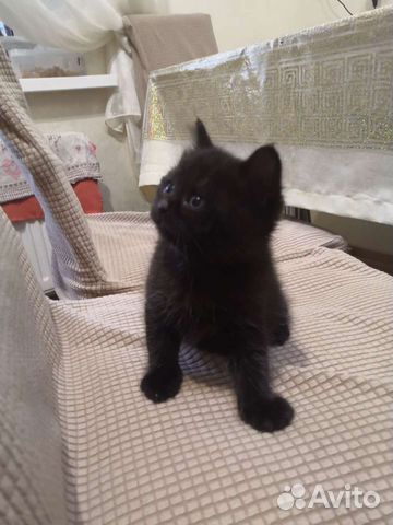 Британская кошечка