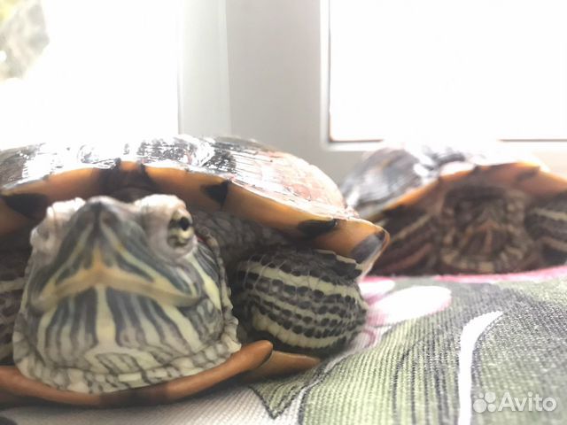 Черепашки ниндзя