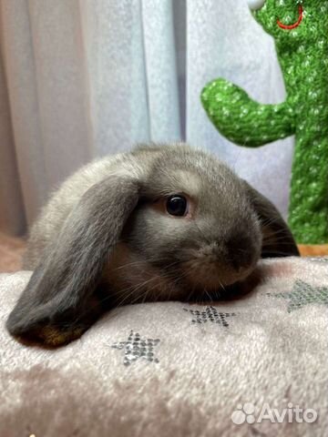 Крольчата вислоушки