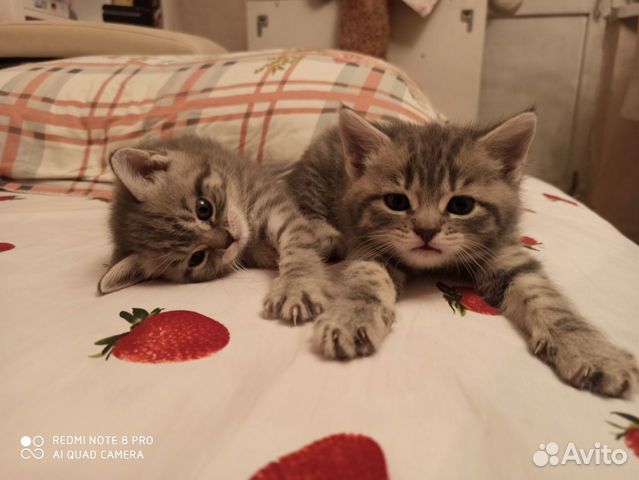 Британские котята-тигрята