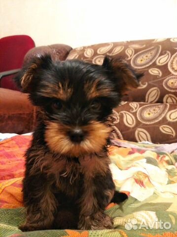 Йоркширский терьер