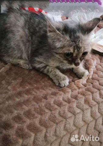 Молодая кошечка