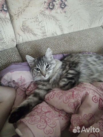 Шотланский котенок