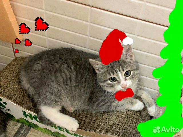 Котёнок толстошубка