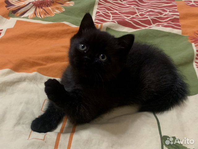 Британский котёнок