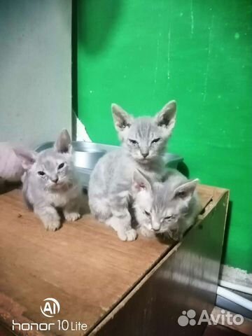 Кошки породистые сфинкс мать, отец британец, корот