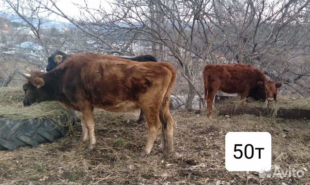 Корова с теленком