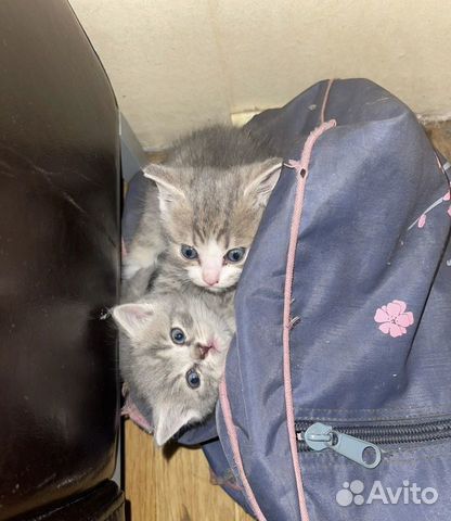Котята в добрые руки