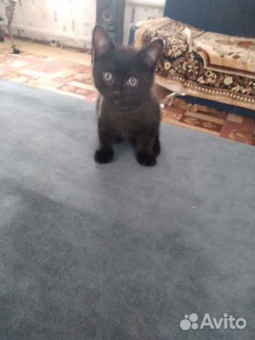 Отдам в добрые руки, котик 2.5 мес. к туалету приу