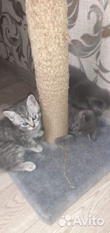 Шотланский котенок прямохий