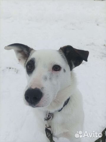 Щенок 11 мес ищет дом