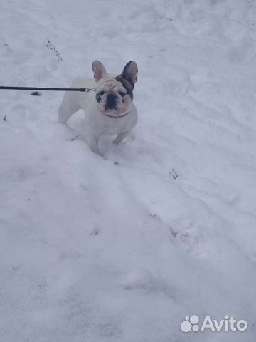 Французский бульдог вязка