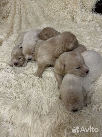 Тибетский мастиф щенки