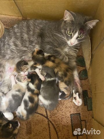 Котята в добрые руки