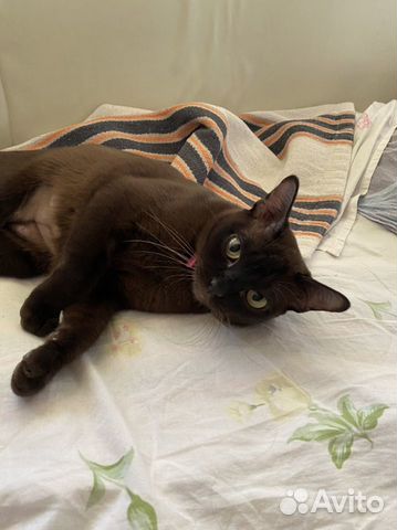 Бурманская