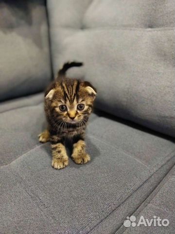 Шотландские котики,скоттиш страйт,фолд