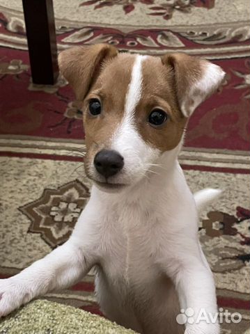 Щенок джек рассел