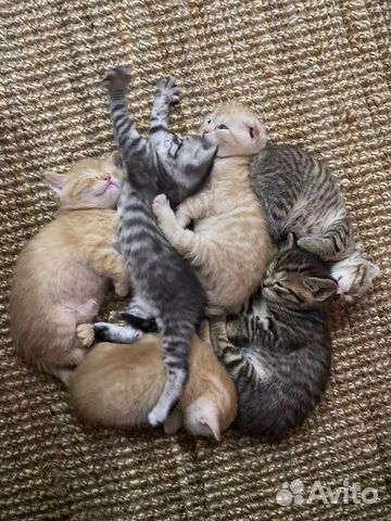 Британские котята