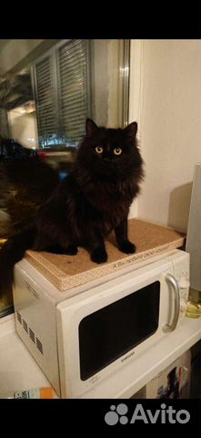 Шикарный чёрный котик