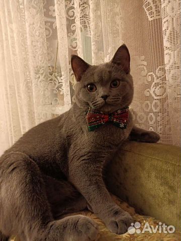 Британская