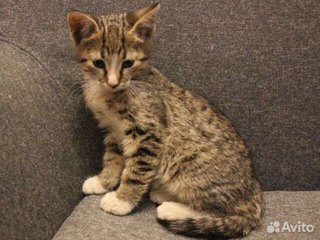 Двухмесячный светлый полосатый котёнок ищет дом