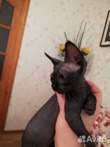 Канадский сфинкс девочка