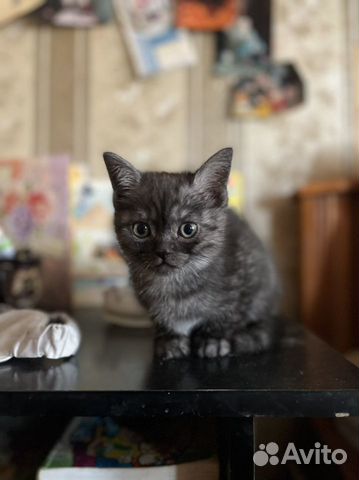 Котята британской породы