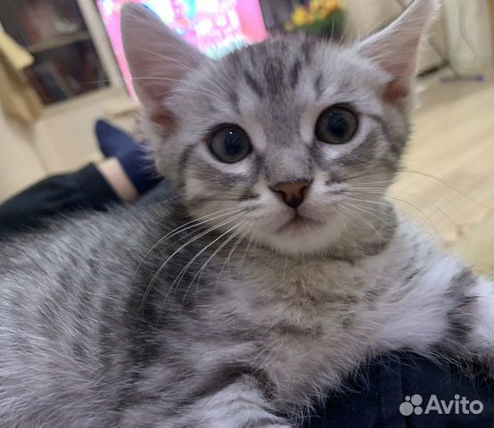 Котёнок