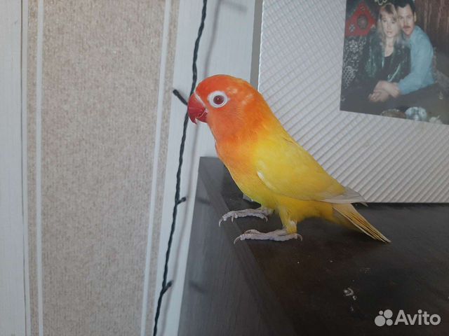 Попугай (Влюбленная парочка)