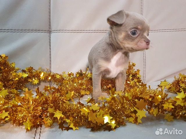 Чихуахуа Няшные Милаши