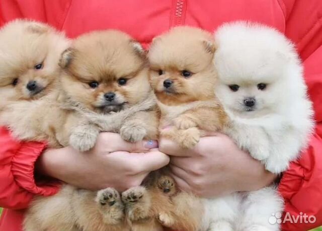 Померанский шпиц мини медвежата