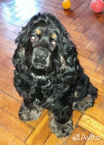 Кокер спаниель Американец