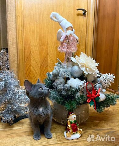 Русская голубая