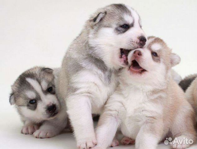 Щенки сибирской хаски