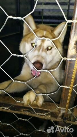 Рыжий хаски хочет домой