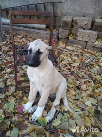 Среднеазиатская овчарка