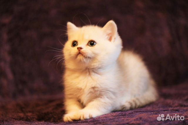 Кошки