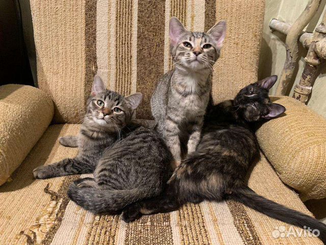Котята сестрички сверхласковые в дар 3 мес
