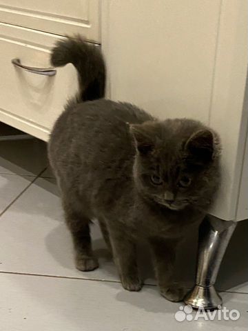 Котёнок