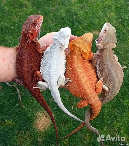 Рептилии на передержку